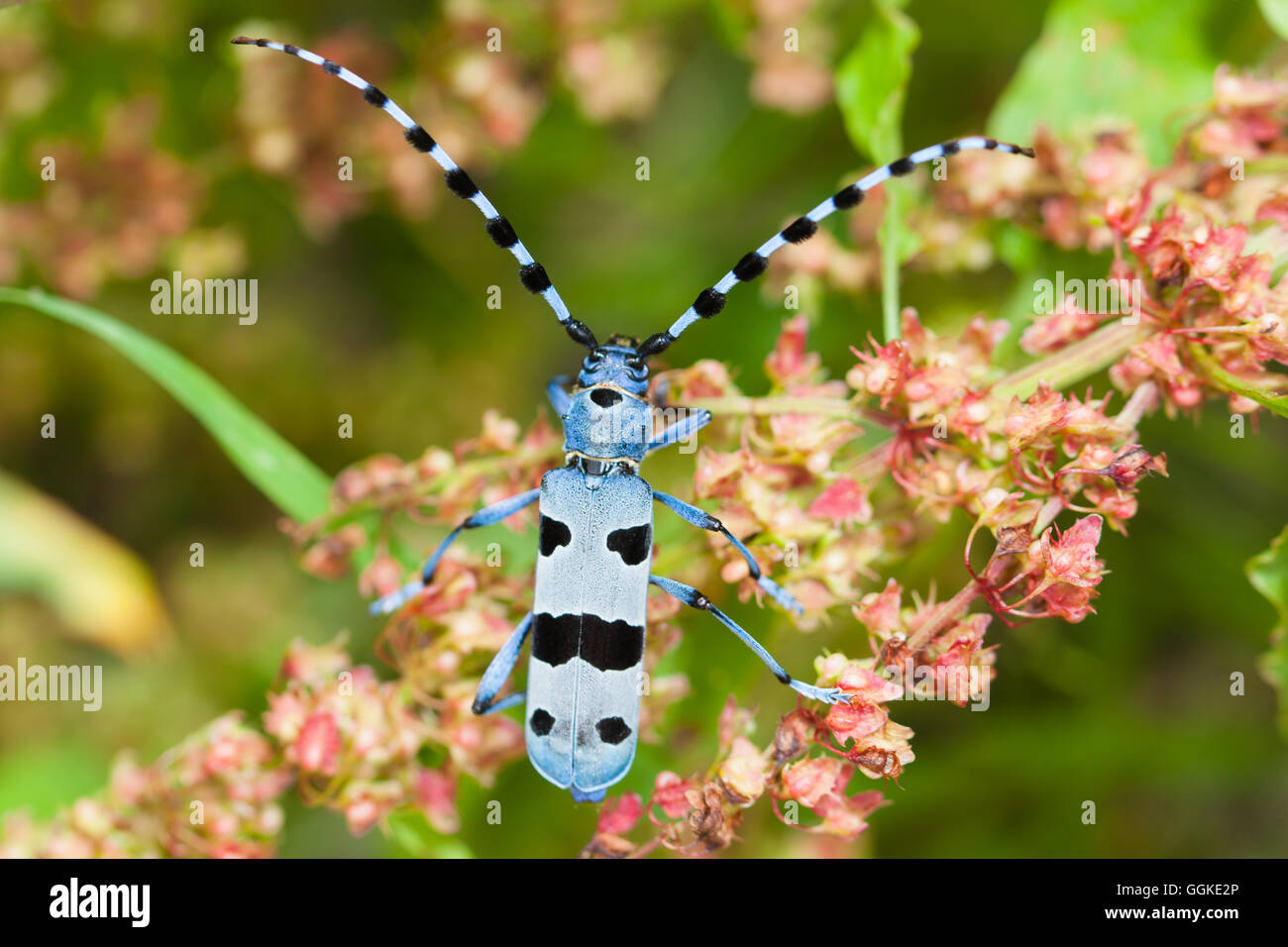 Alpine longhorn beetle Stock Photo - Alamy