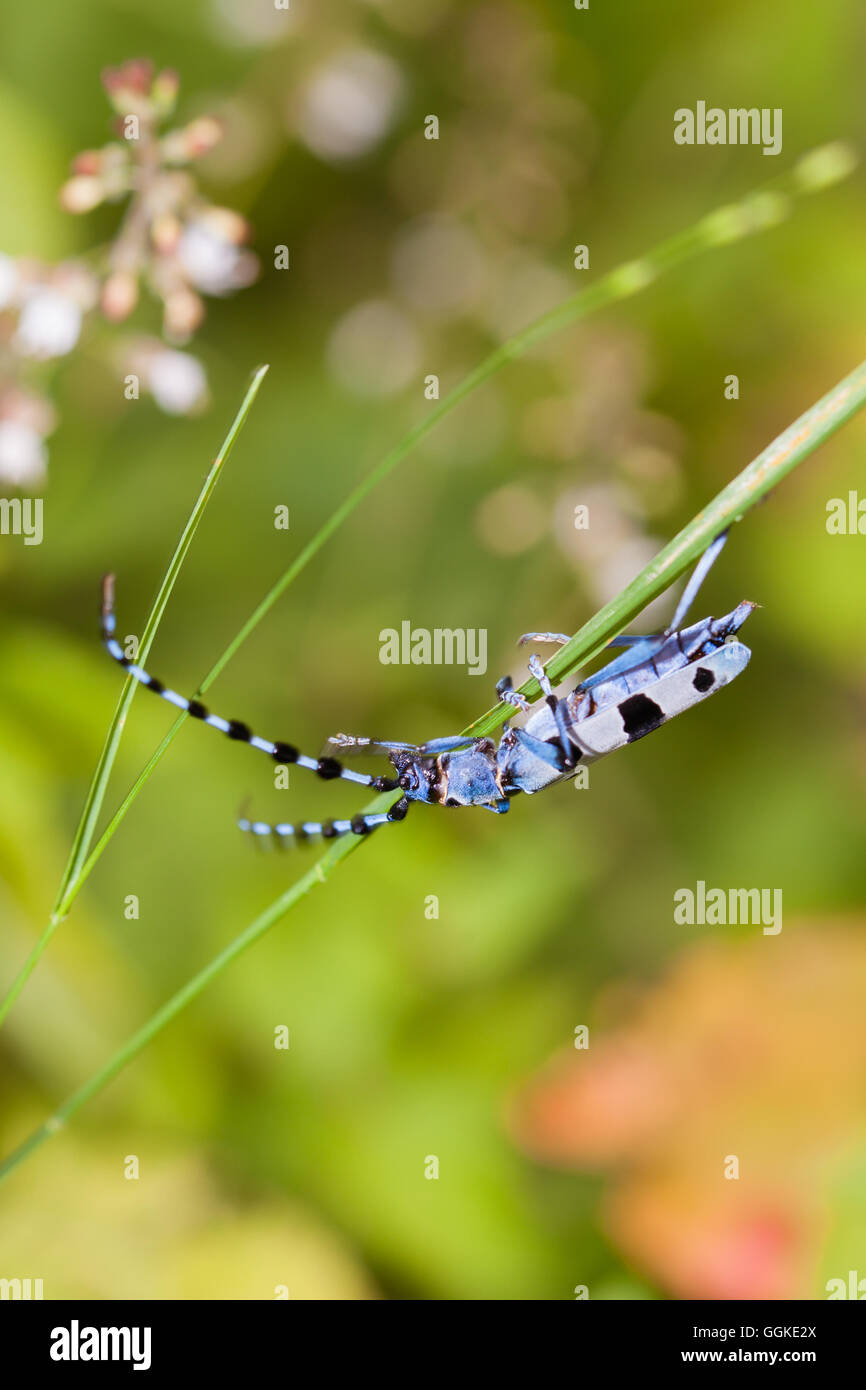 Rosalia longicorn beetle hi-res stock photography and images - Alamy