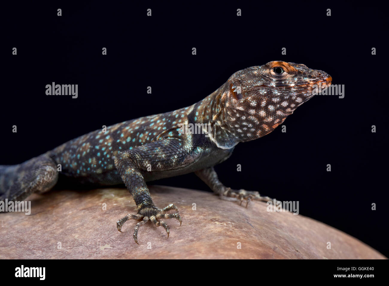 Banded Rock Lizard (Petrosaurus mearnsi Stock Photo - Alamy