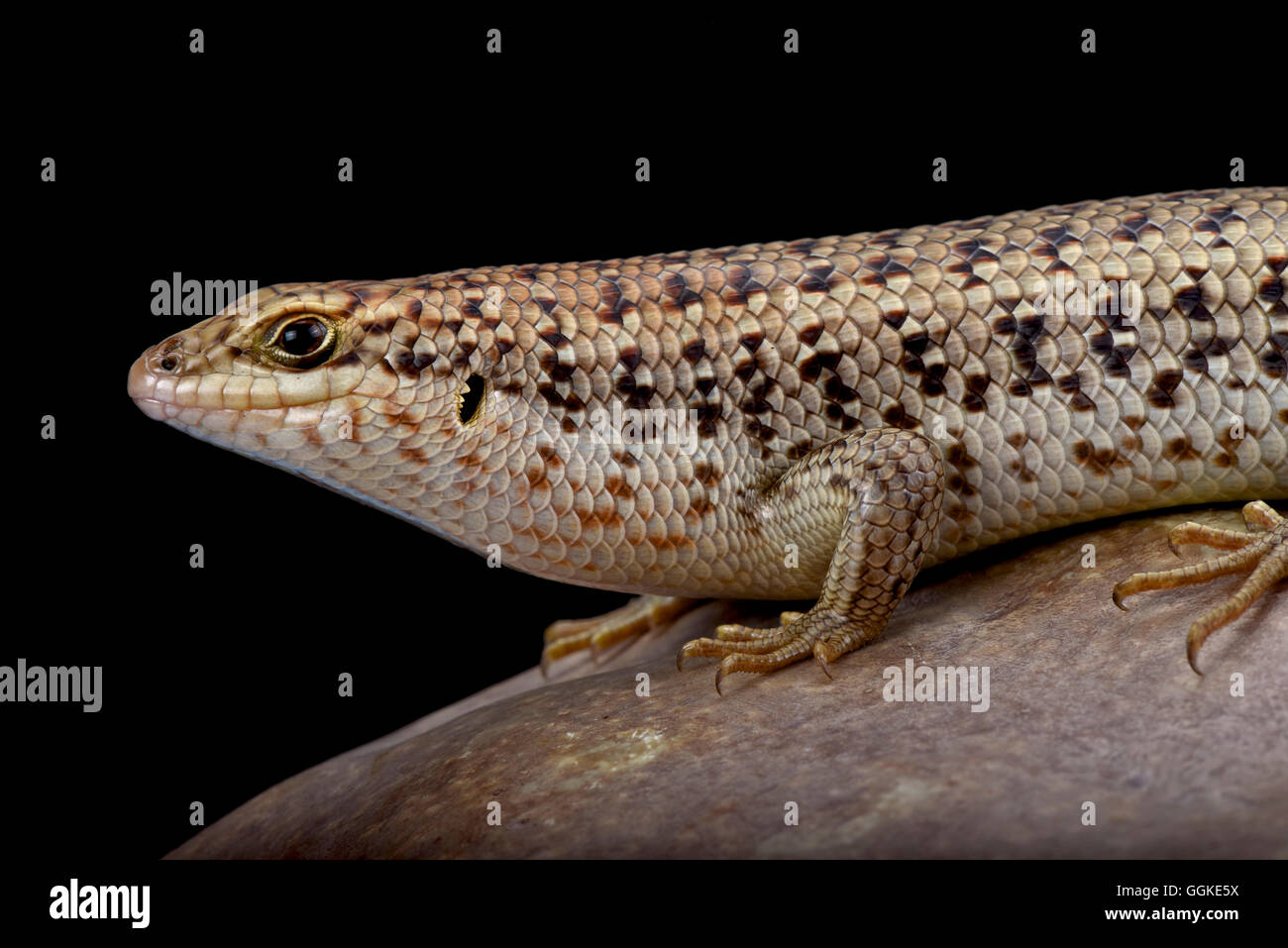 Short necked skink hi-res stock photography and images - Alamy