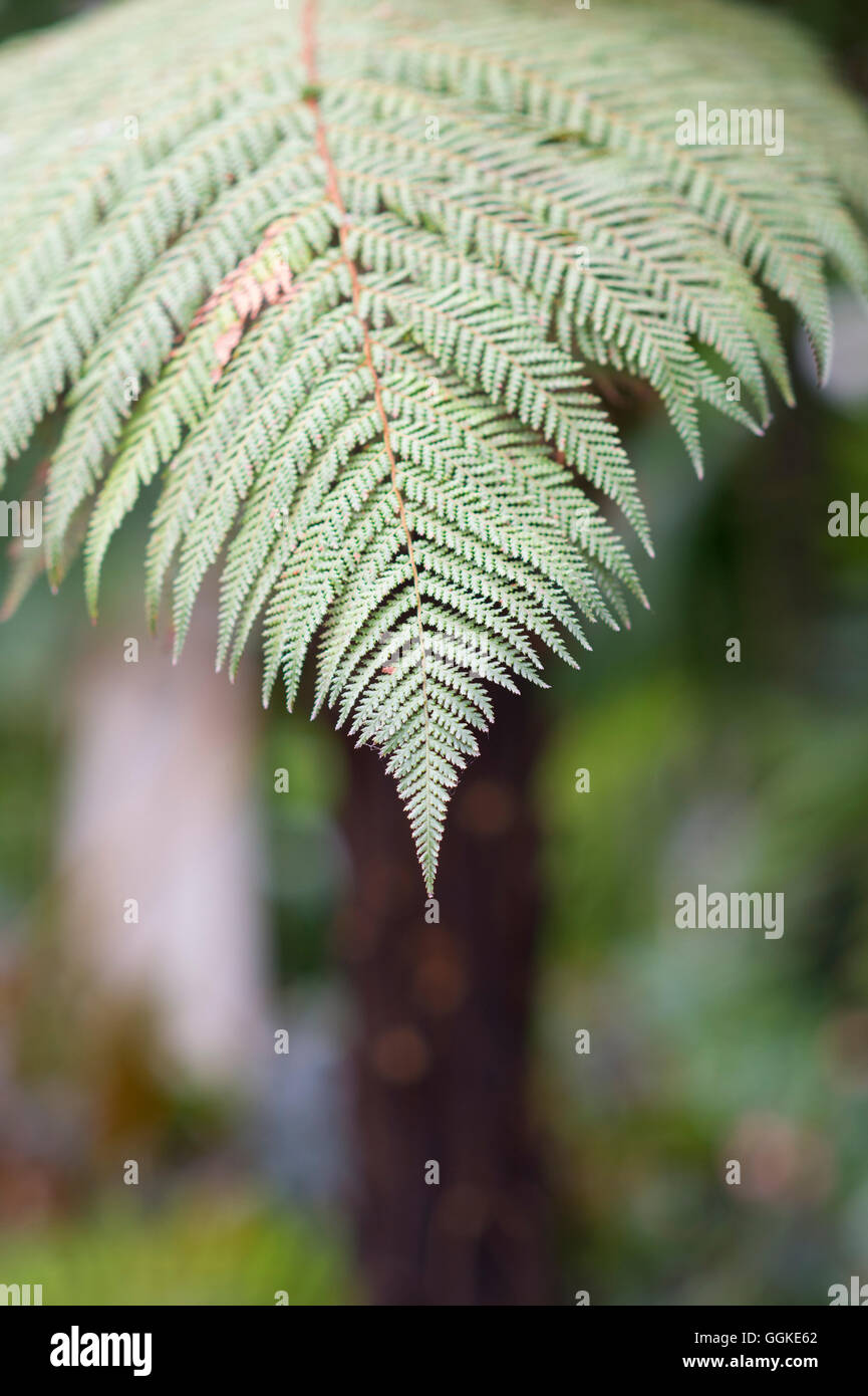 New Zealand Fern Leaf Stock Photos & New Zealand Fern Leaf Stock Images ...