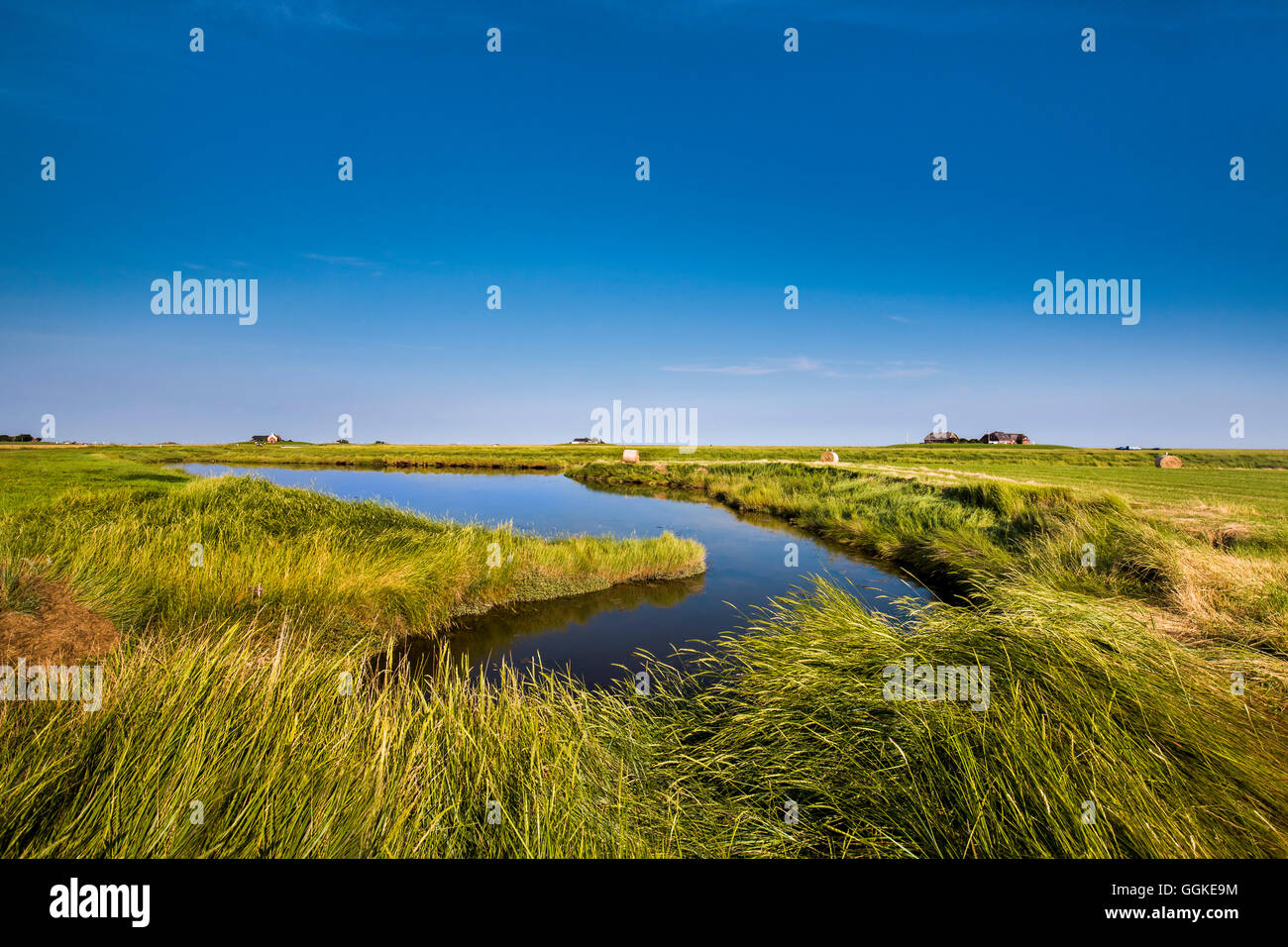 Salt marsh and dwelling mound, Hallig Langeness, North Frisian Islands ...