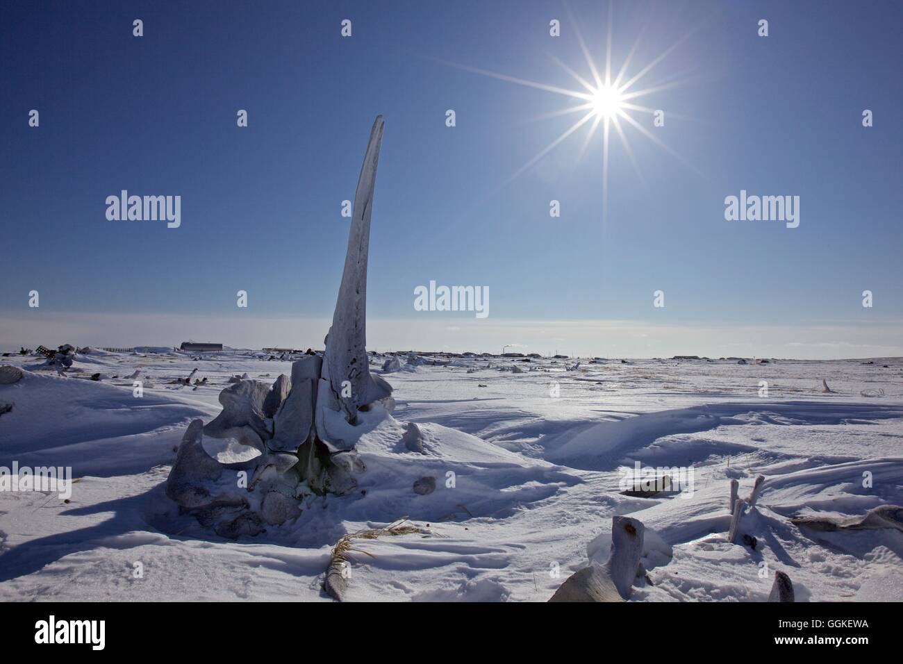 Whale bone along the coast of the Bering Sea in the Inuit settlement ...