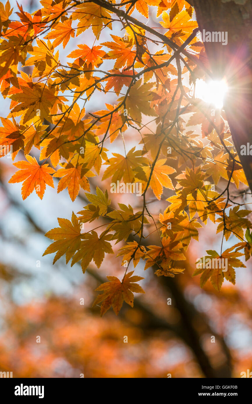 autumn leaves Yellow, orange and red in beautiful fall park Stock Photo ...