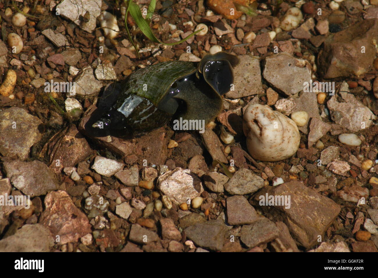 water snail, snail, water animals, pond snails, water snails, pond ...