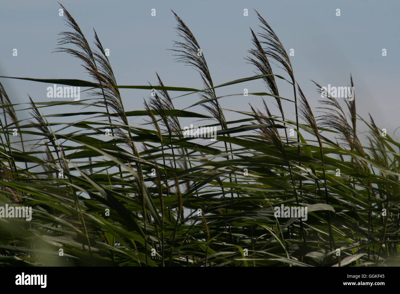 plants in the wind,breeze,wind,pretty picture,atmospheric,breezy, windy ...