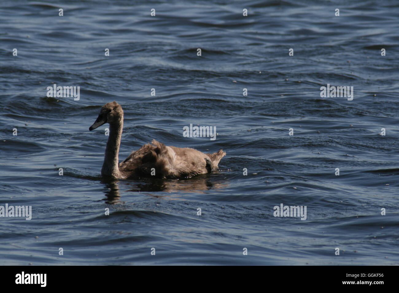 signet on the water, signet on water, signet in water, baby swan in ...