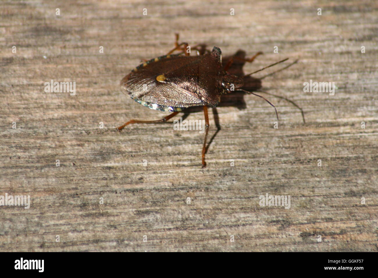 pentatoma rufipes, red legged shield bug, pentatomidae, shield bug, british shield bug, british ...
