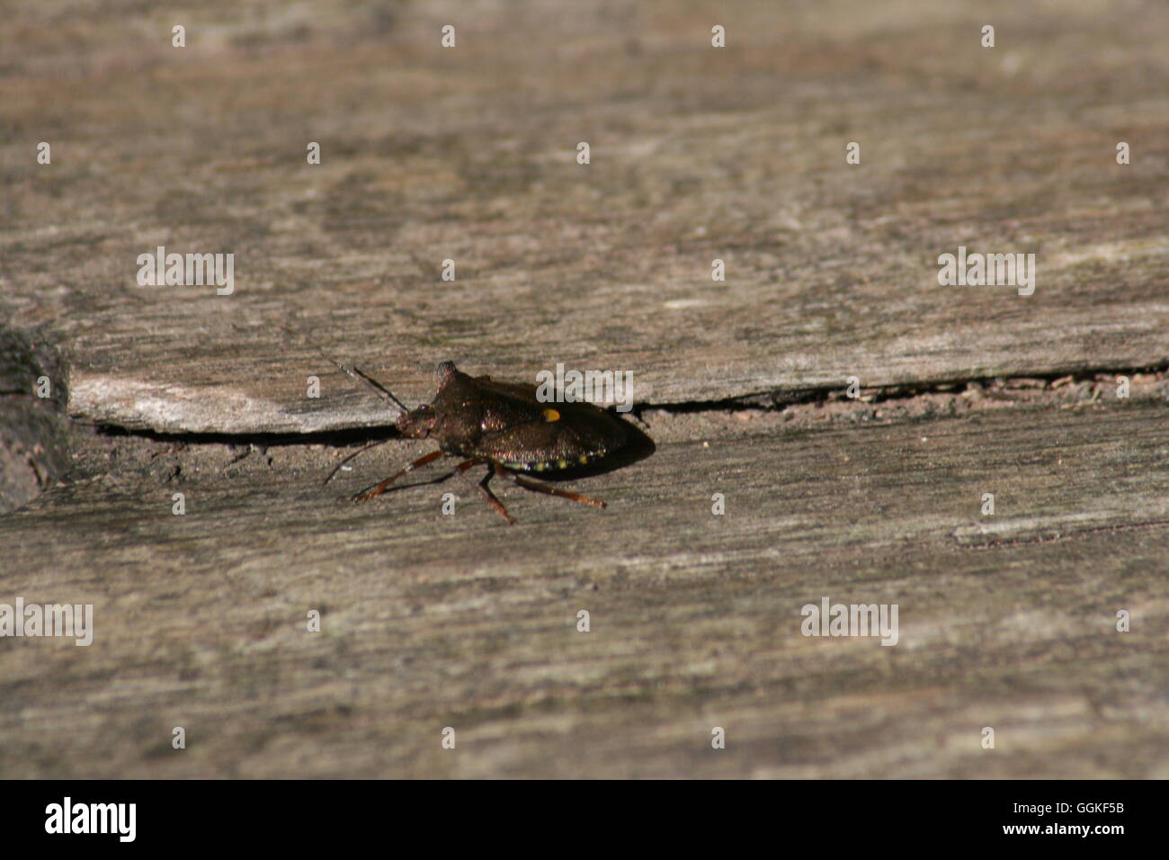 pentatoma rufipes, red legged shield bug, pentatomidae, shield bug ...