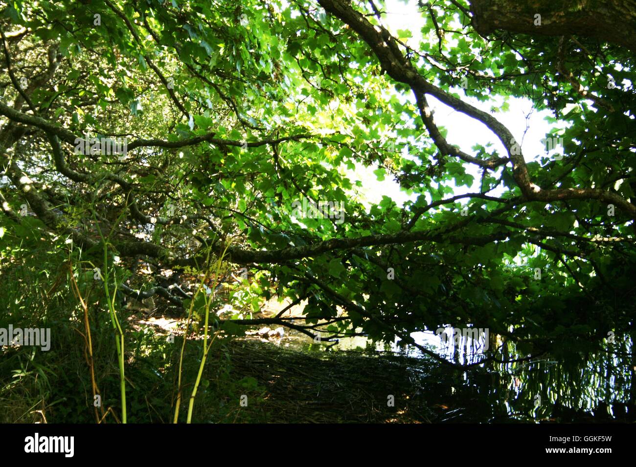 green scenery, trees, nature Stock Photo - Alamy