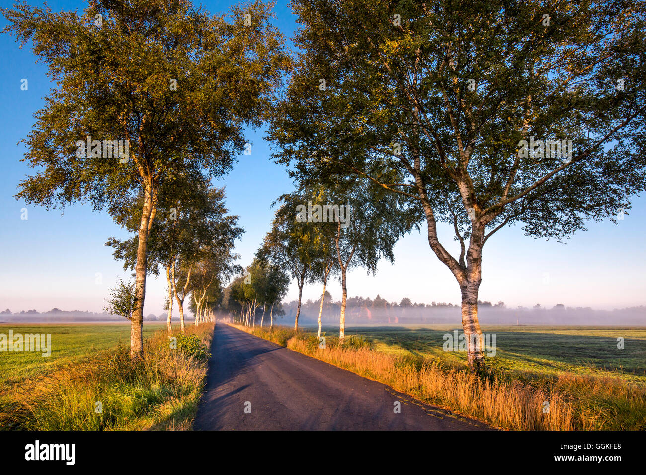 Birch tree alley, Worpswede, Teufelsmoor, Lower Saxony, Germany Stock ...