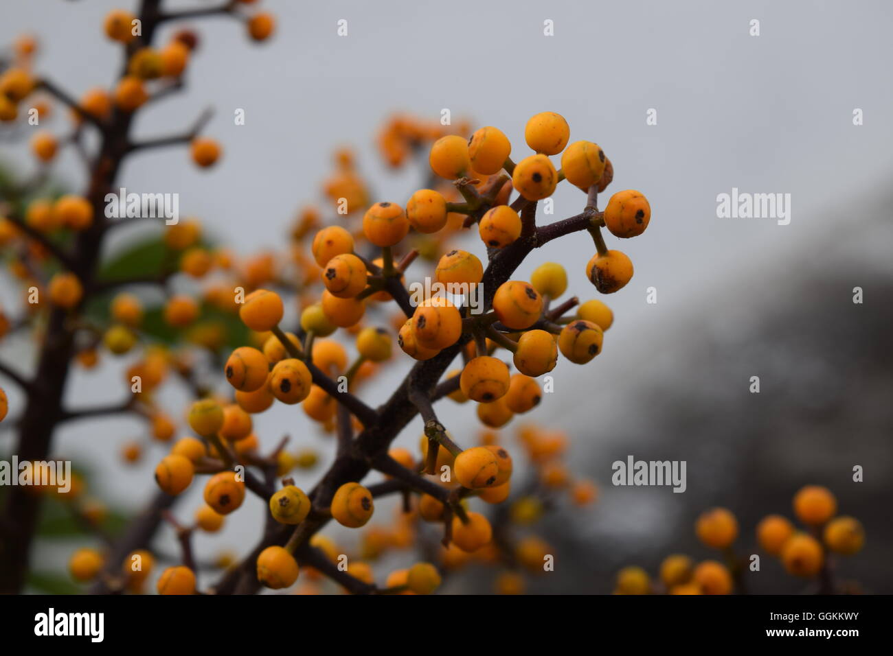 plant yellow balls Stock Photo - Alamy