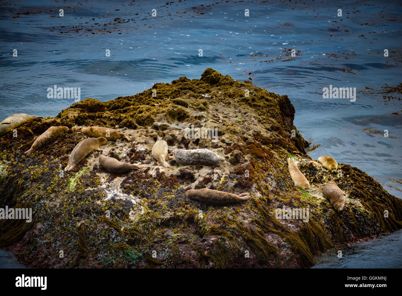 State seal california hi-res stock photography and images - Alamy