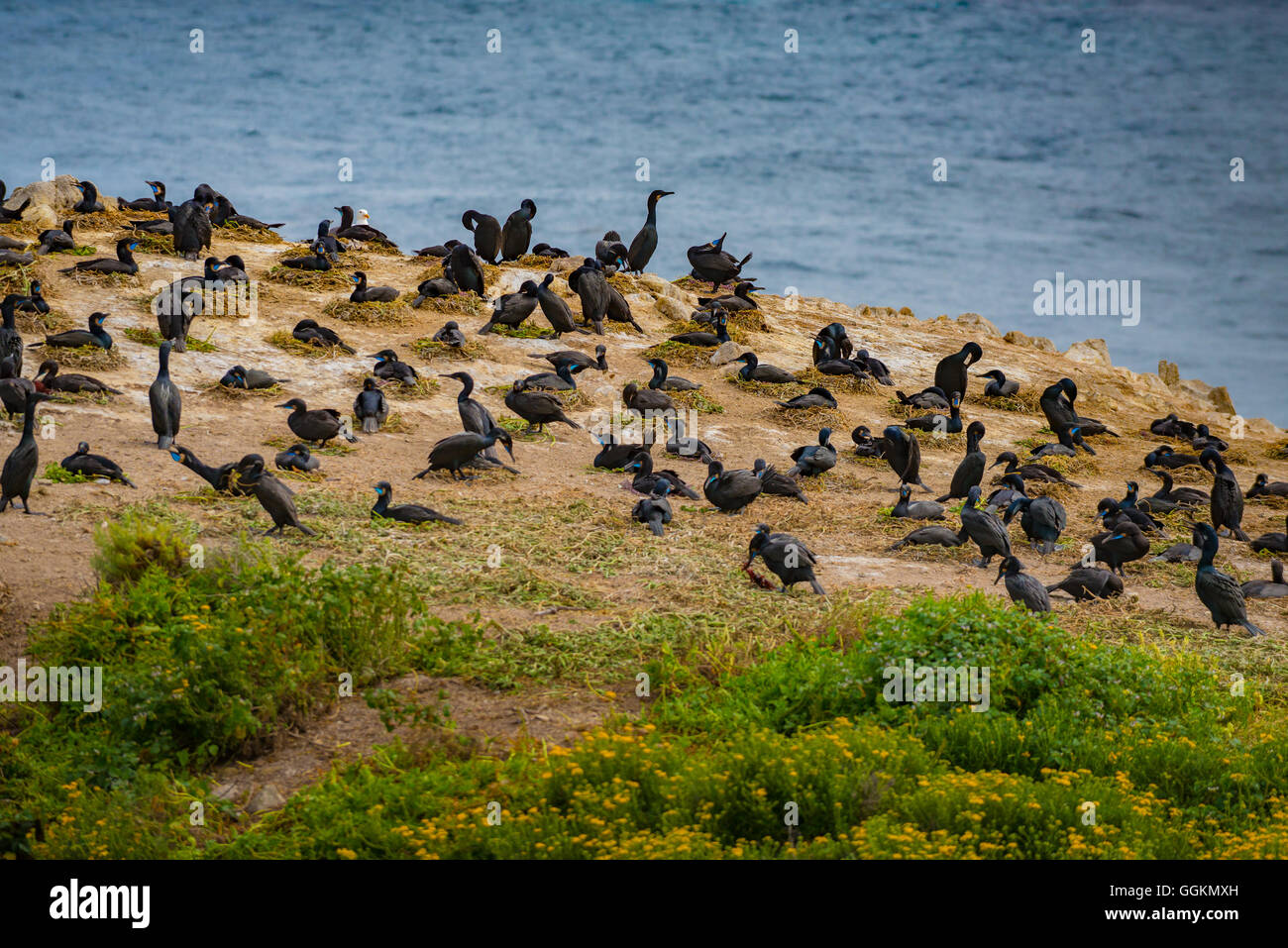 Nesting Cormorants Bird Island Point Lobos California Coast State Park ...