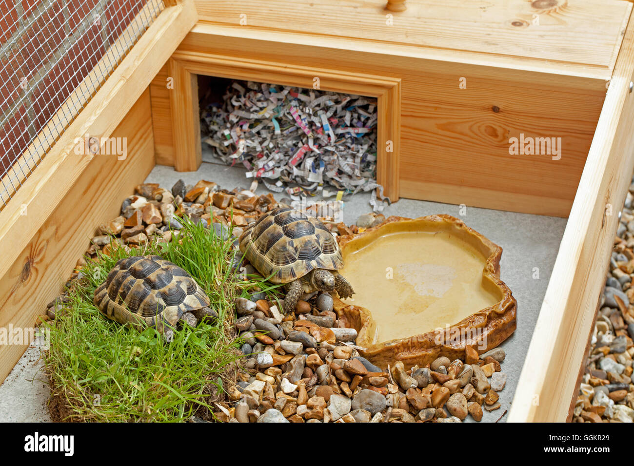 Sulcata Tortoise Table