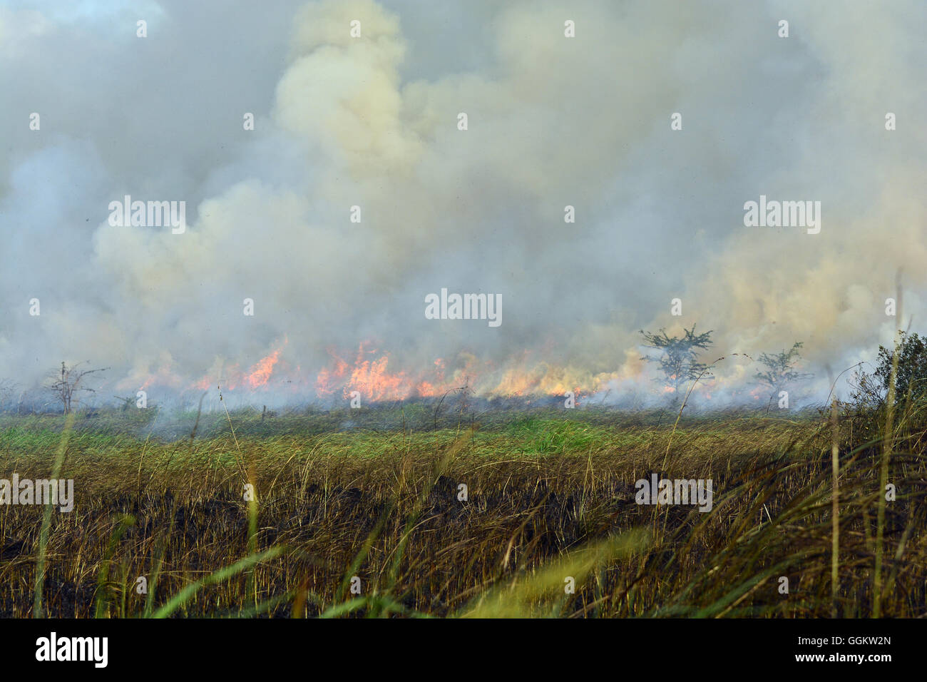 Wildfire in the savannah Stock Photo - Alamy