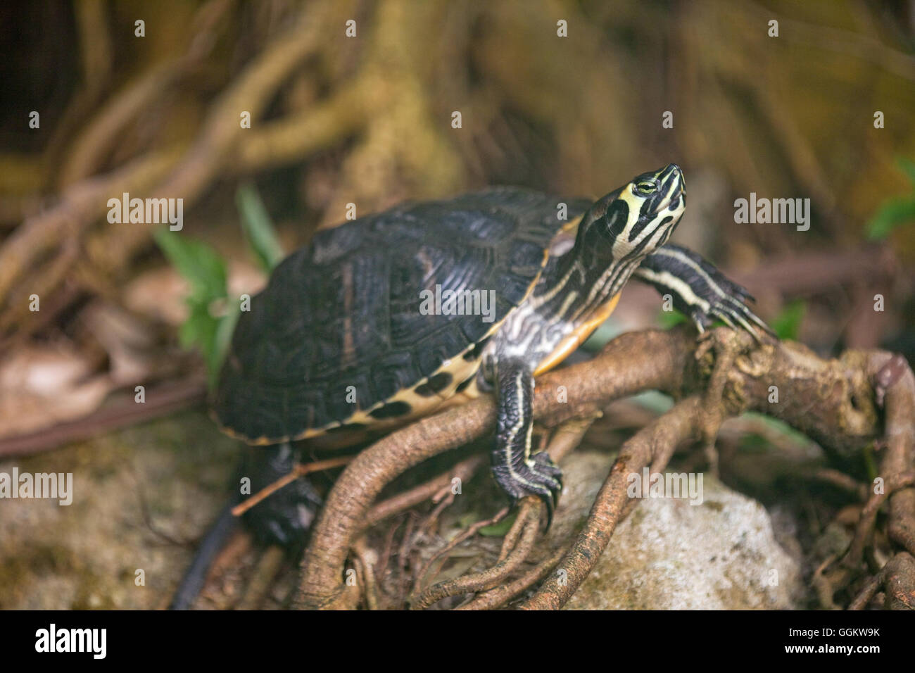 Southern Painted Turtle (Chrysemys picta dorsalis). Head Portrait ...