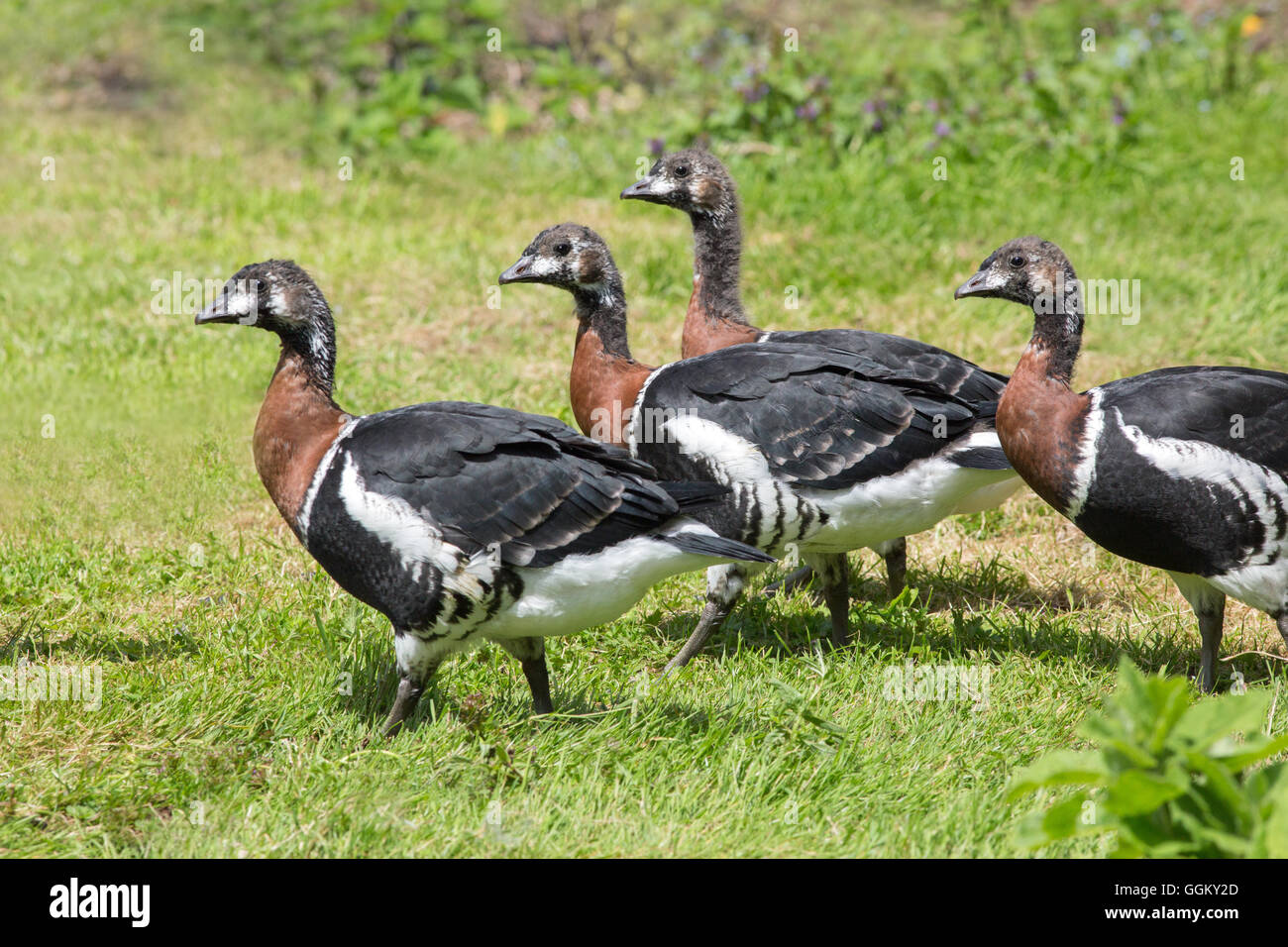 Red-breasted Goose (Branta ruficollis). Goslings forty days old. Four ...