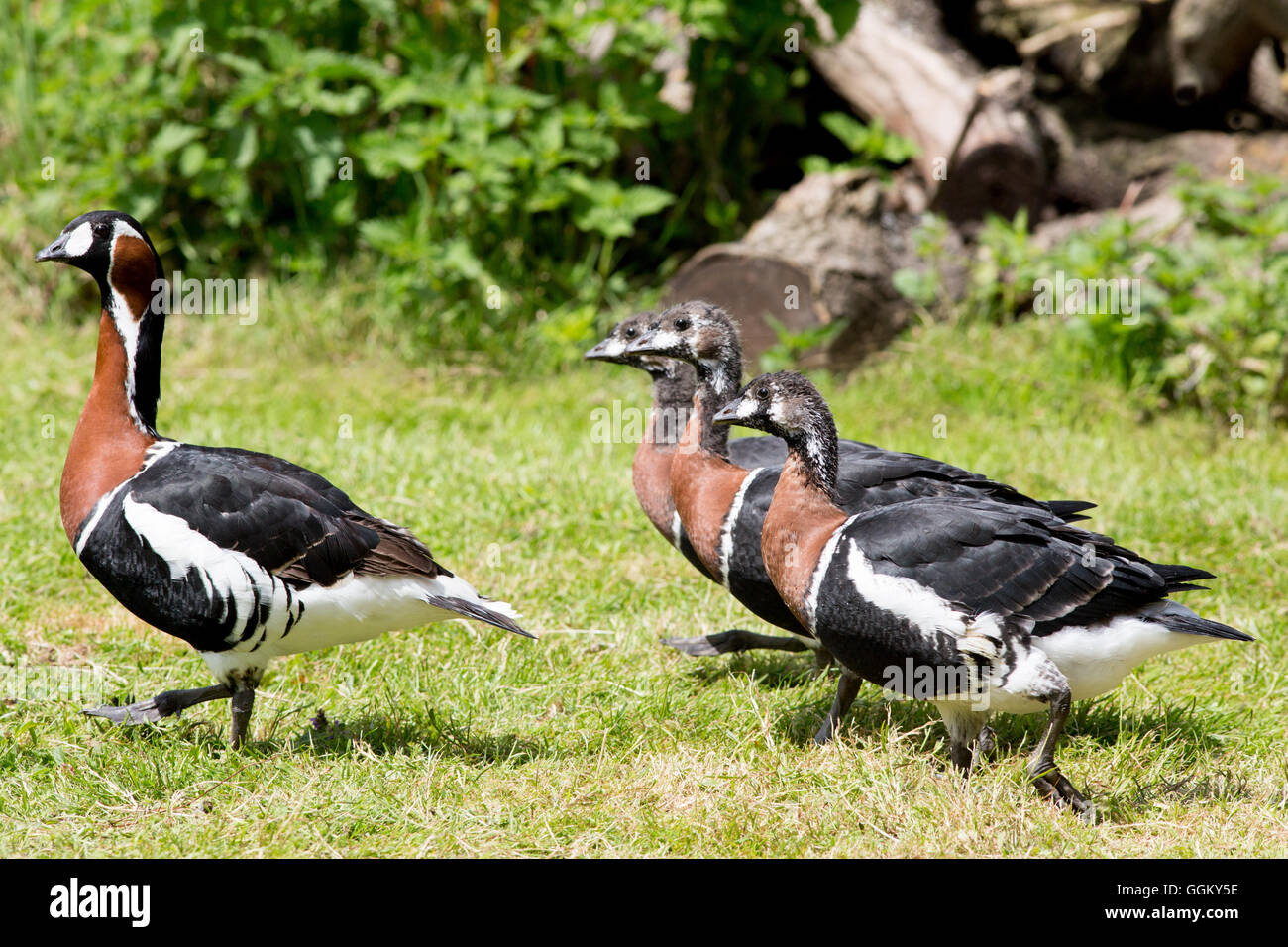 Red-breasted Goose (Branta ruficollis). Three forty days old goslings ...