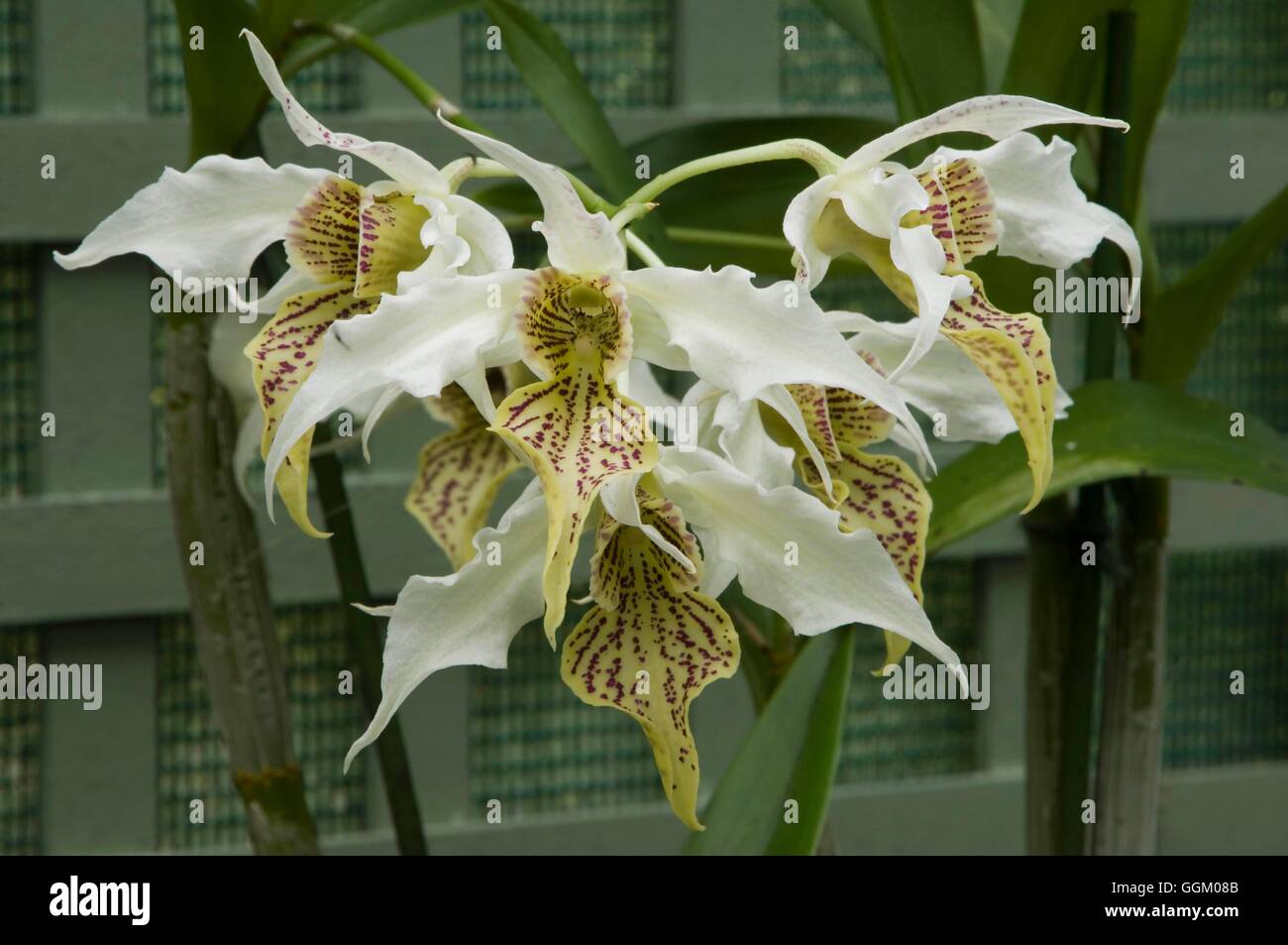 Stephen batchelor hi-res stock photography and images - Alamy