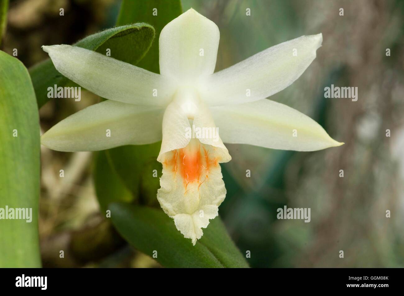 Dendrobium williamsonii MIW253485 Stock Photo - Alamy