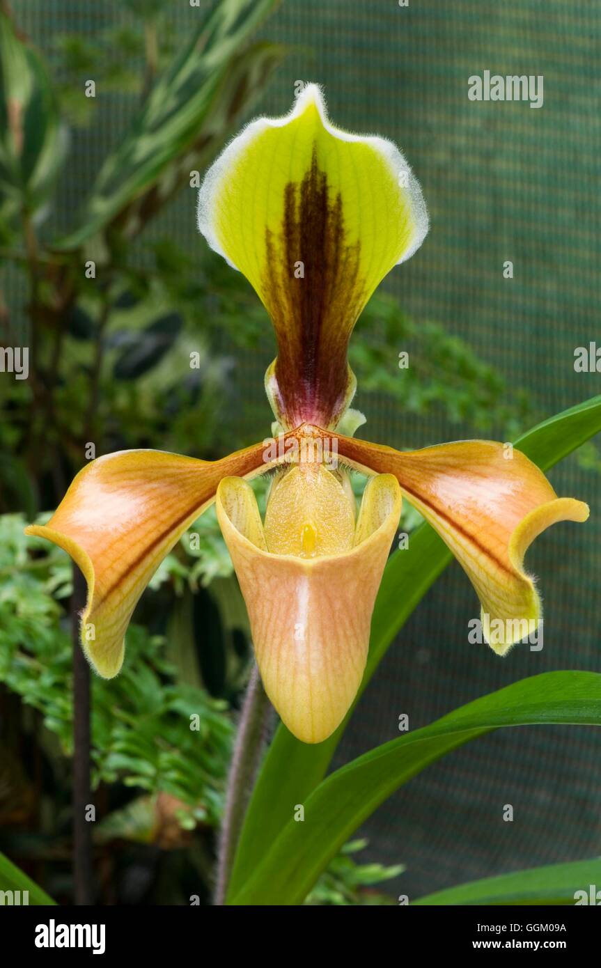 Paphiopedilum villosum MIW253501 Stock Photo - Alamy