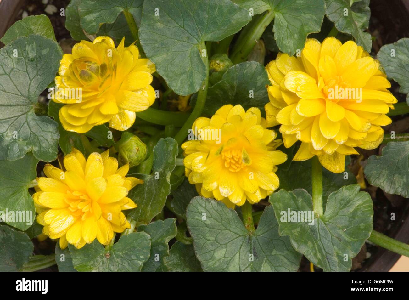 253514 hi-res stock photography and images - Alamy