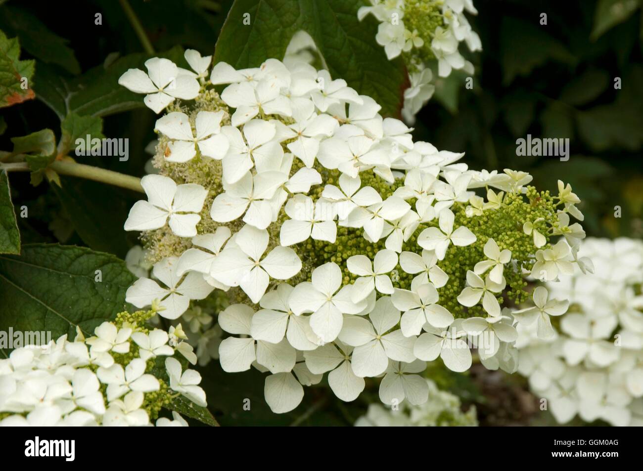 Hydrangea quercifolia 'Pee Wee' MIW253531 Stock Photo - Alamy