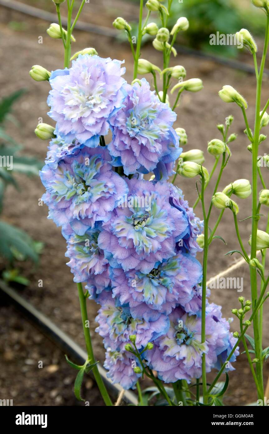 Elatum hi-res stock photography and images - Alamy
