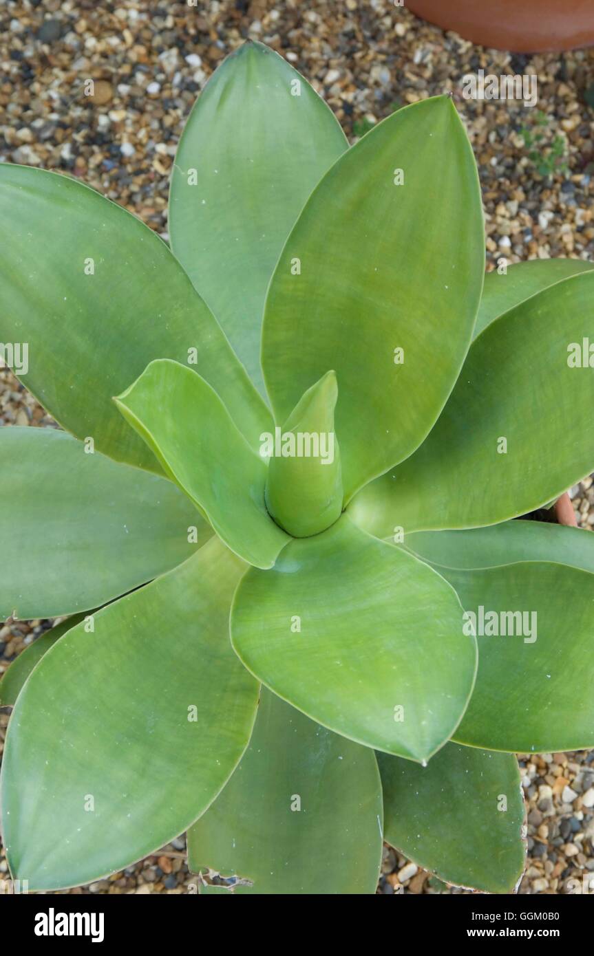 Agave Ocahui