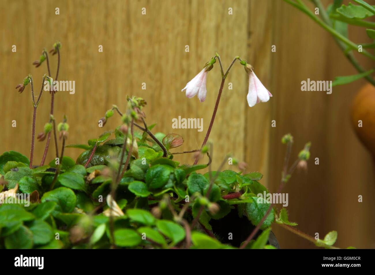Linnaea borealis MIW253595 Stock Photo - Alamy