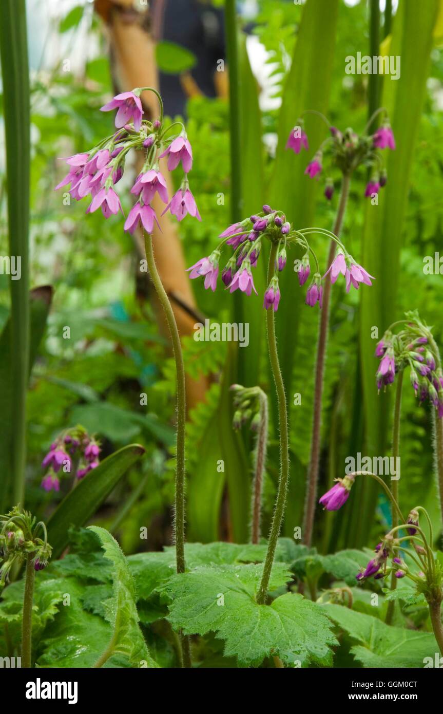 Cortusa matthioli MIW253596 Stock Photo - Alamy