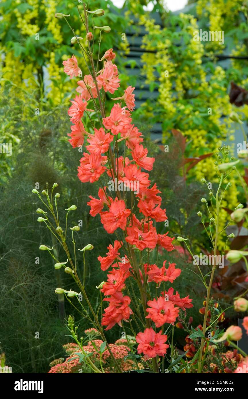 Red delphinium hi-res stock photography and images - Alamy