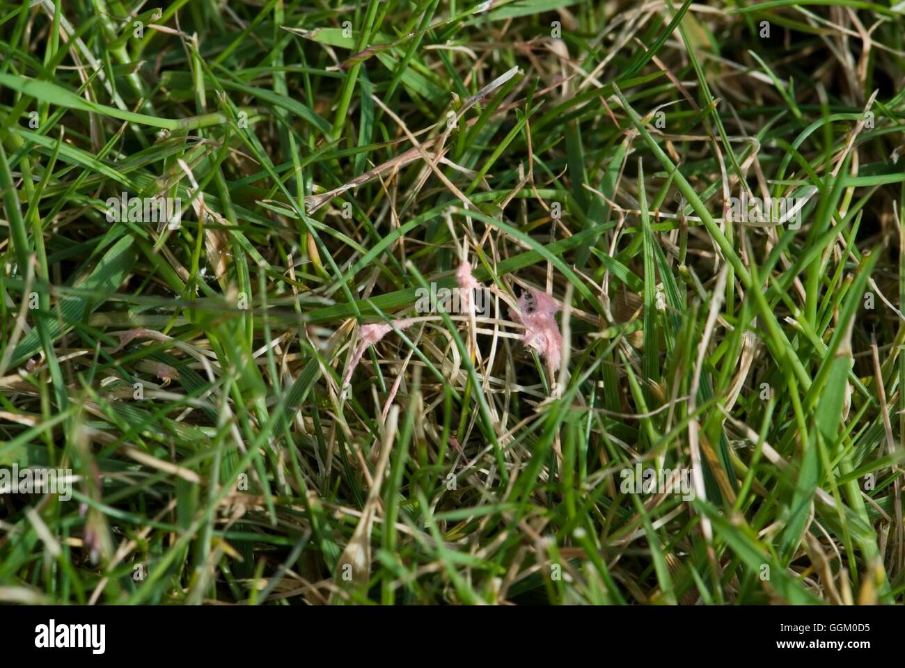 Red thread lawn disease hi-res stock photography and images - Alamy