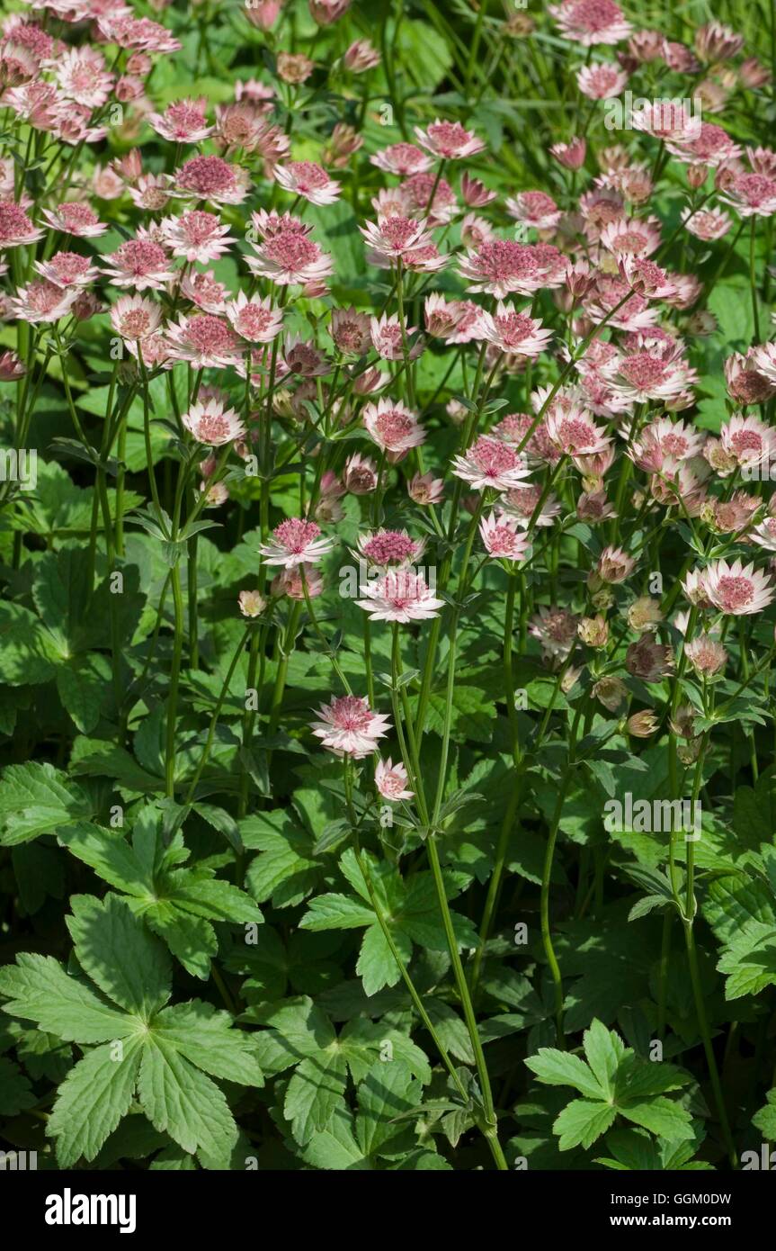 Astrantia major roma hi-res stock photography and images - Alamy