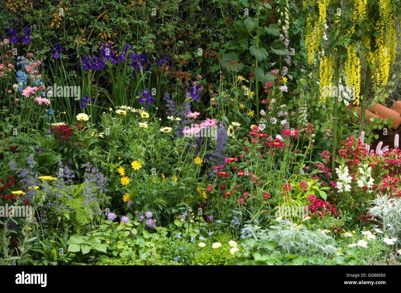 Mixed Border- with Laburnum Tanacetum Nepeta Scabiosa Artemisia Iris ...