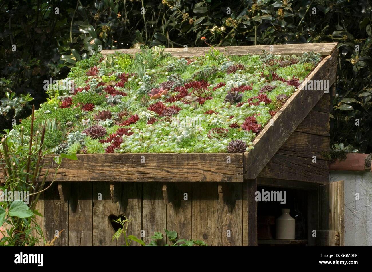 Living Roof- planted with succulents- - Please credit: Photos Hort ...