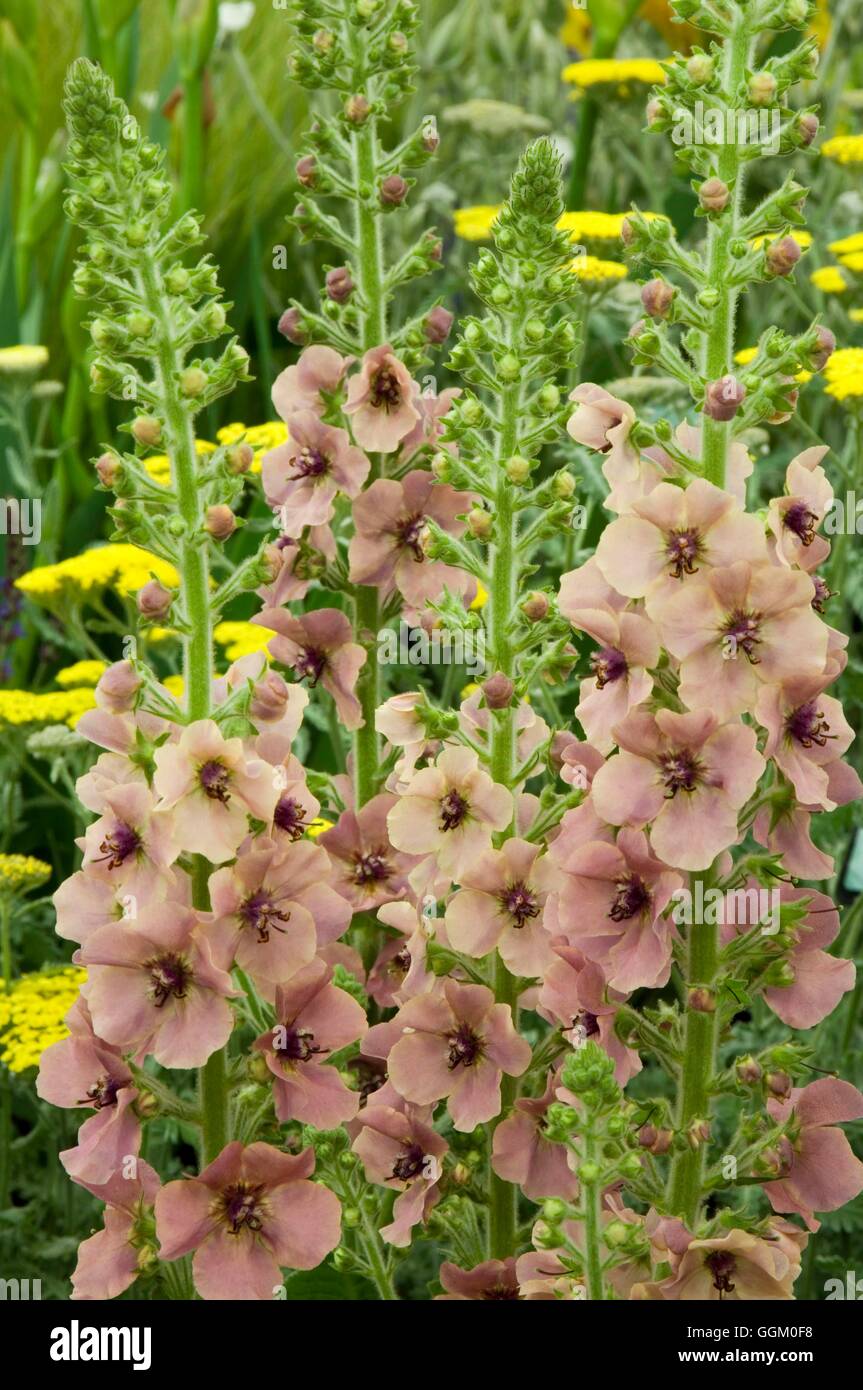 Verbascum 'Merlin' MIW253653 Stock Photo - Alamy