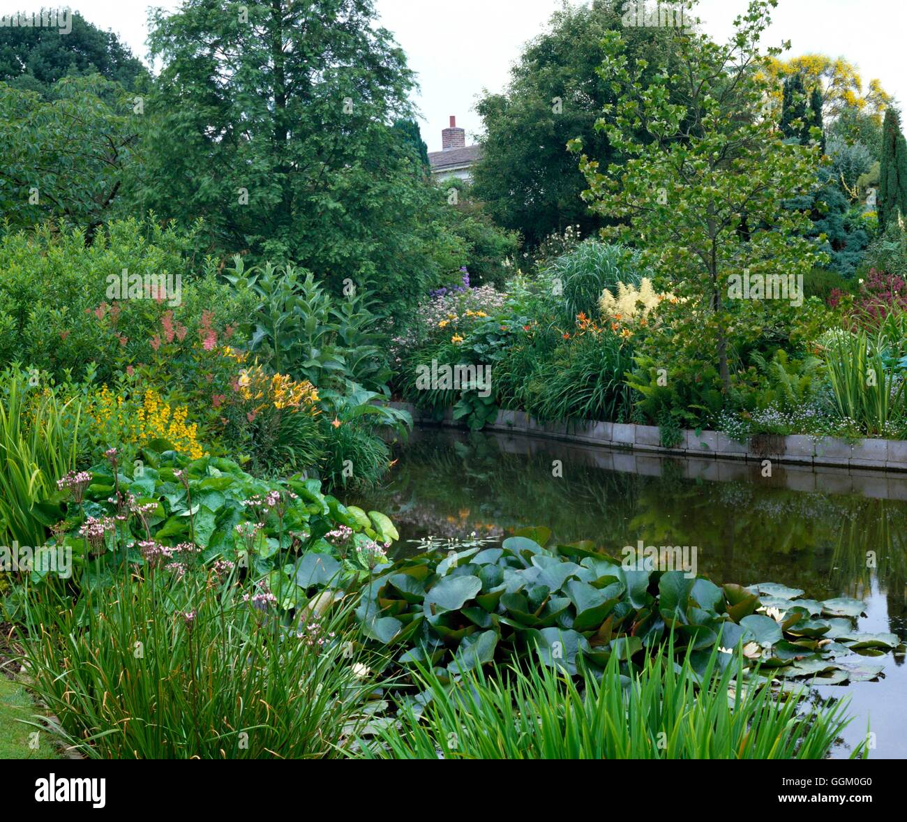 Butomis hi-res stock photography and images - Alamy