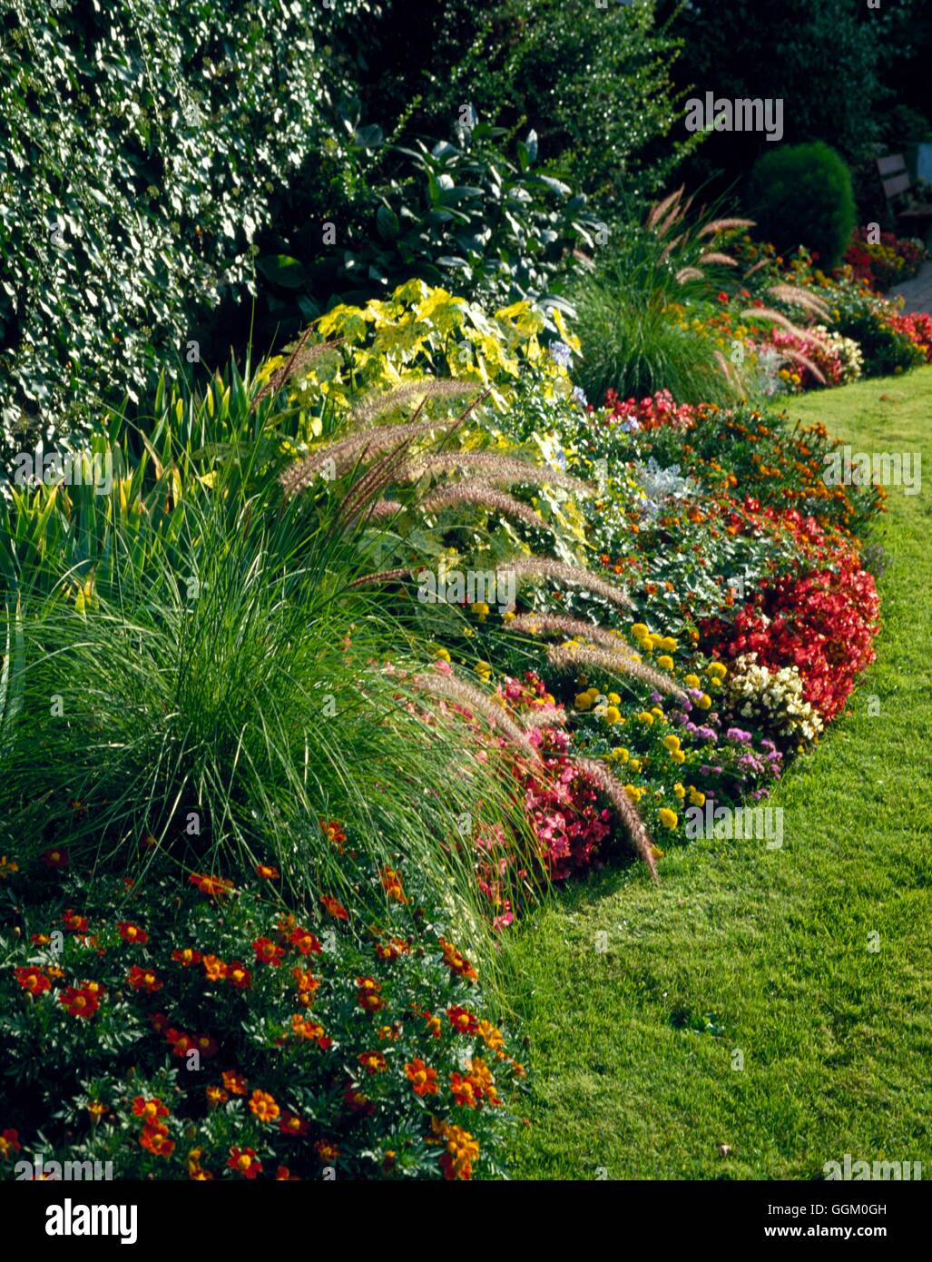 Mixed Border - with Pennisetum orientale AGM and Abutilon amongst ...