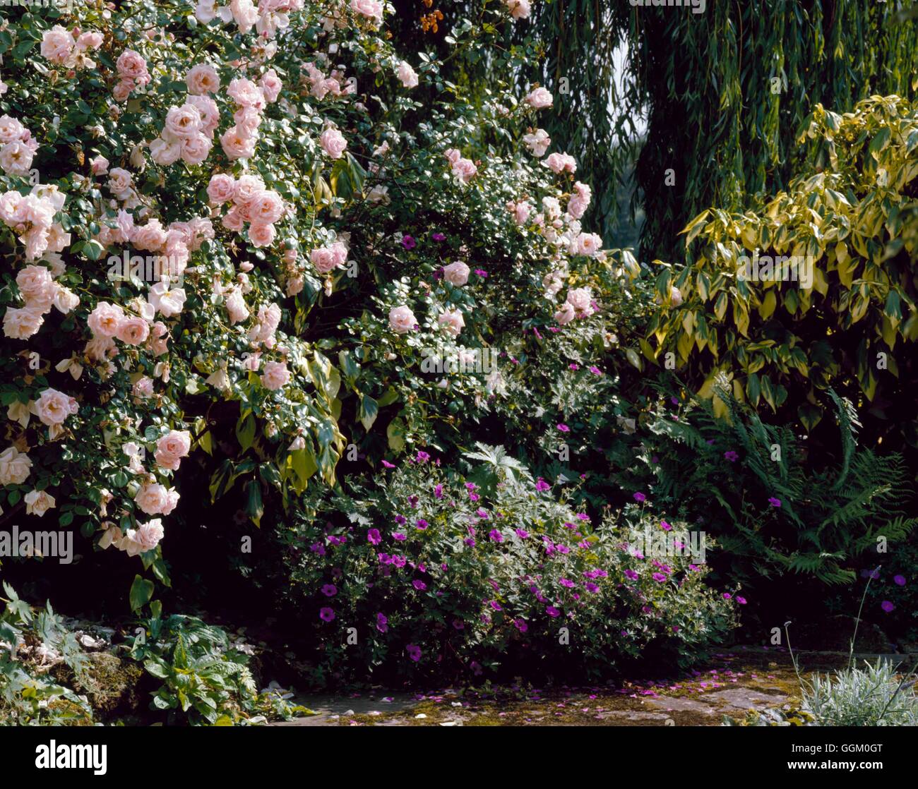 Mixed Border - with Rosa `New Dawn' Geranium and Hedera colchica ...