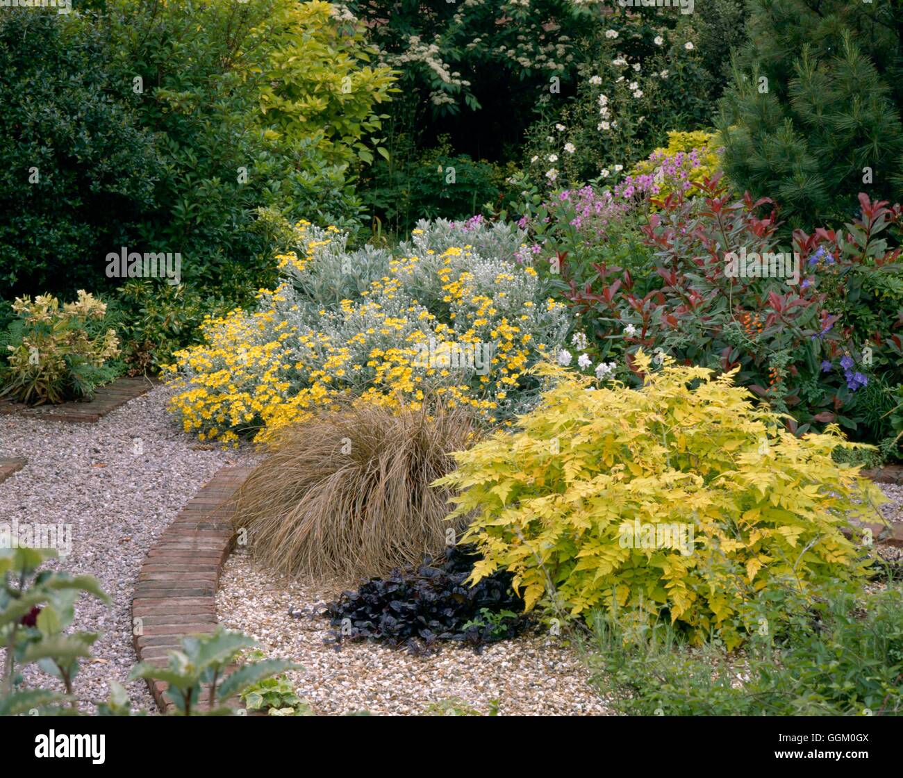 Mixed Border - planted with Rubus c. `Golden Vale' Ajuga Carex comans ...