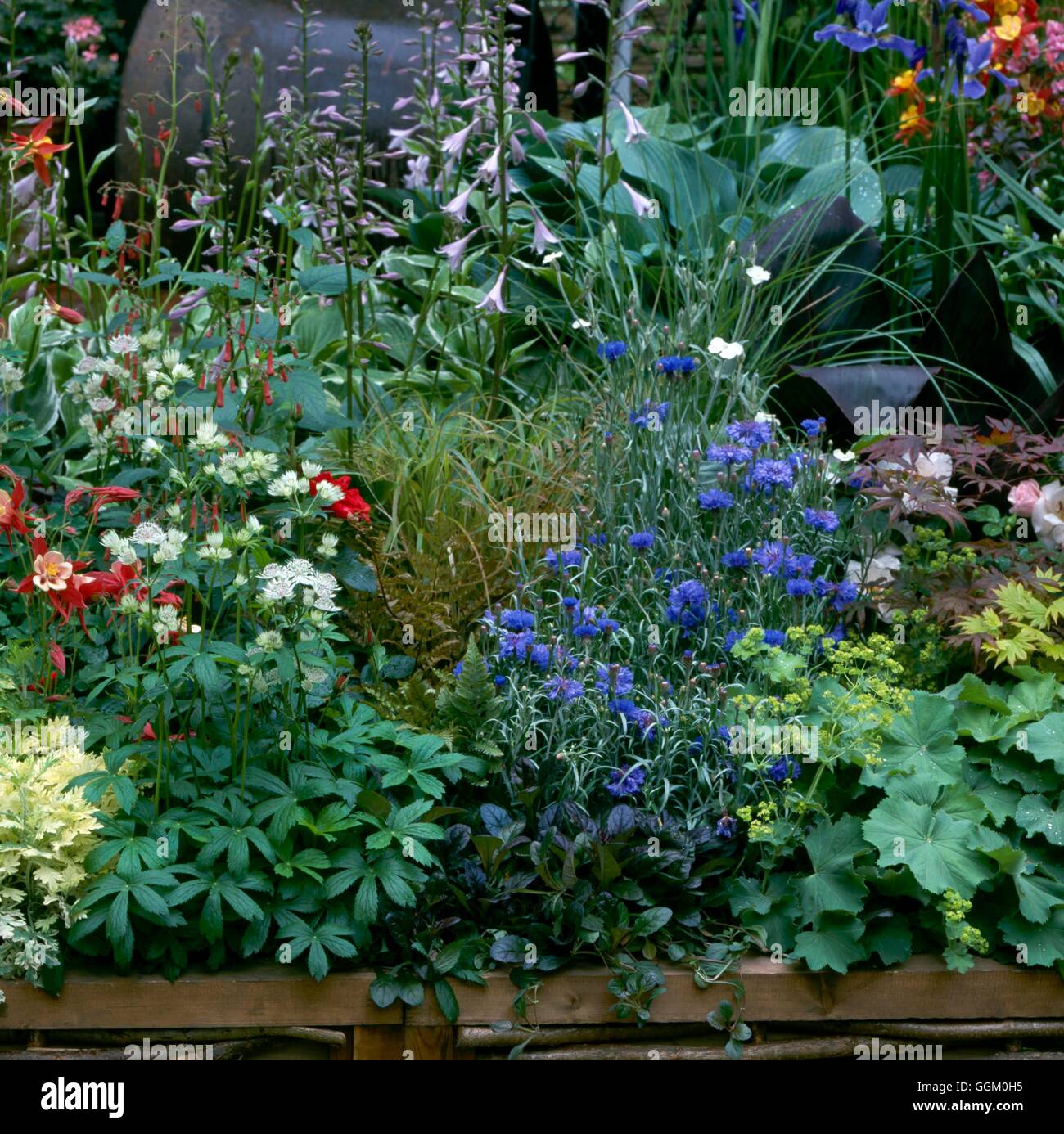 Annual Flower Border Design