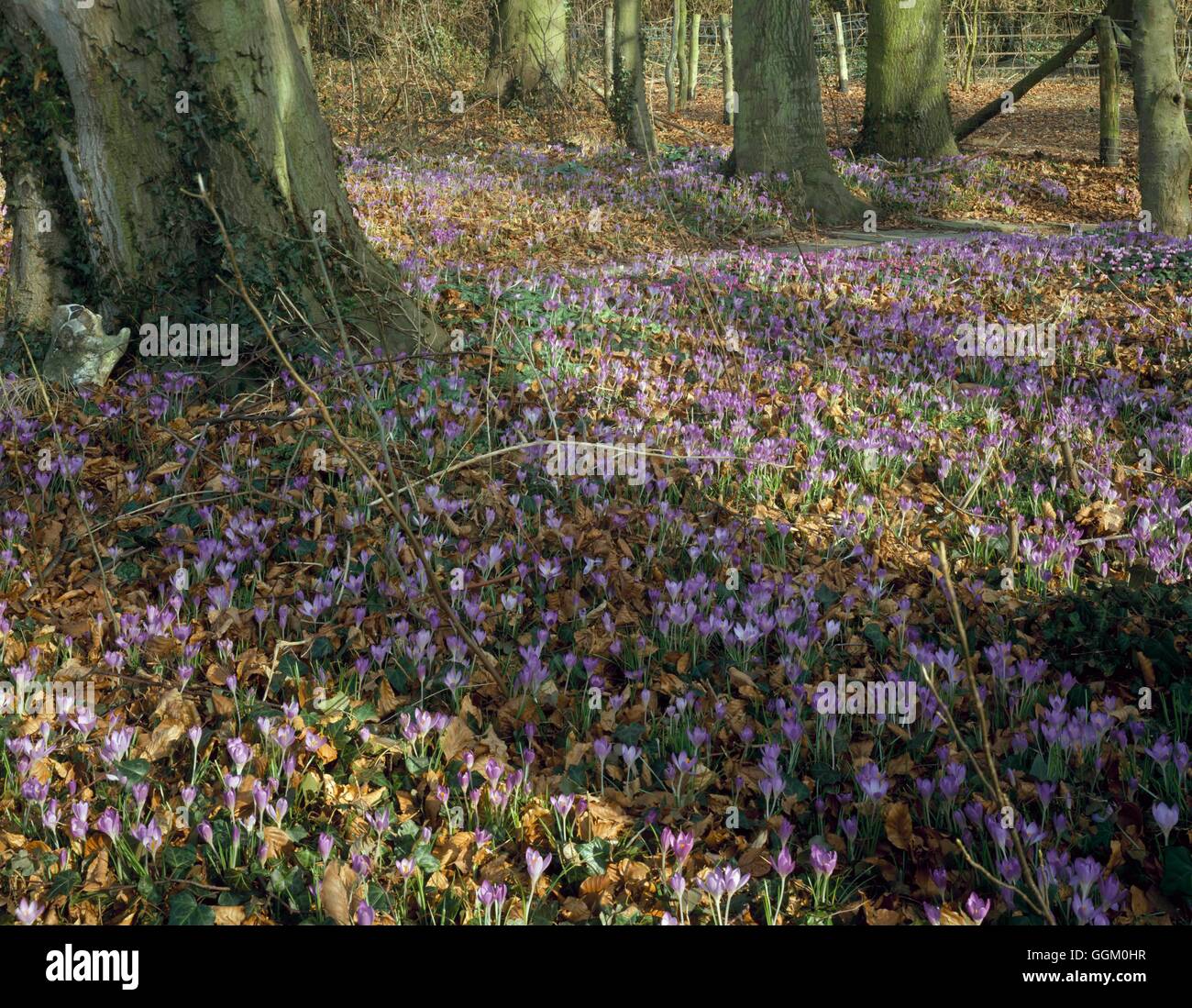 Naturalised bulbs hi-res stock photography and images - Alamy