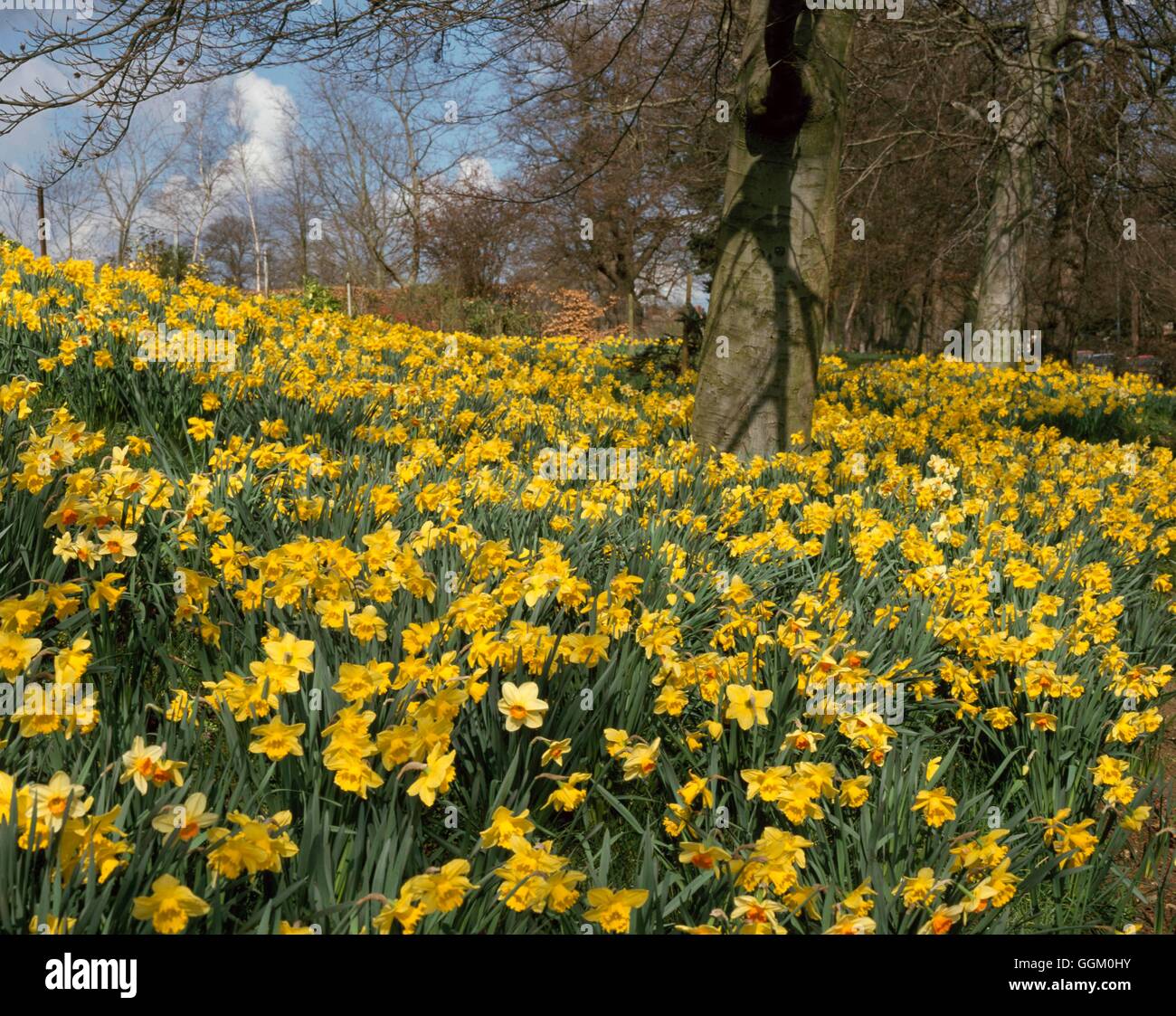 Naturalised bulbs hi-res stock photography and images - Alamy