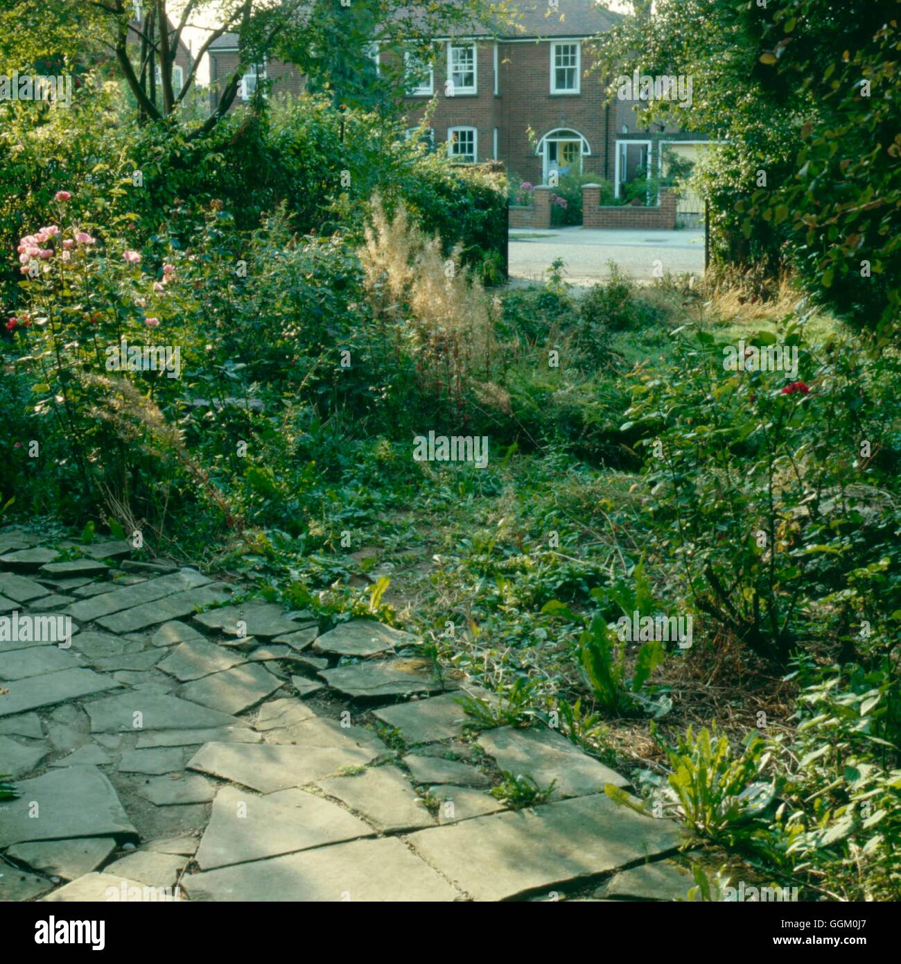 Neglected Garden NEG021656 Stock Photo - Alamy