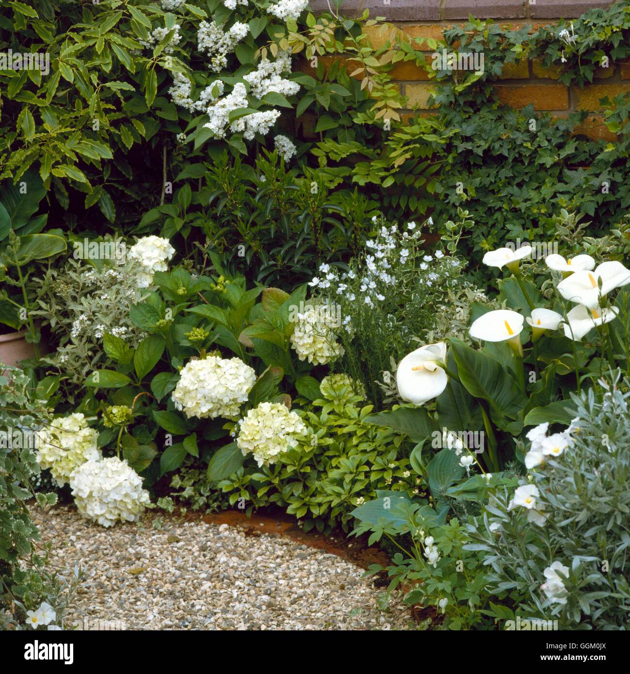 One Colour Border - White & Silver - with Syringa Hydrangea Linum ...