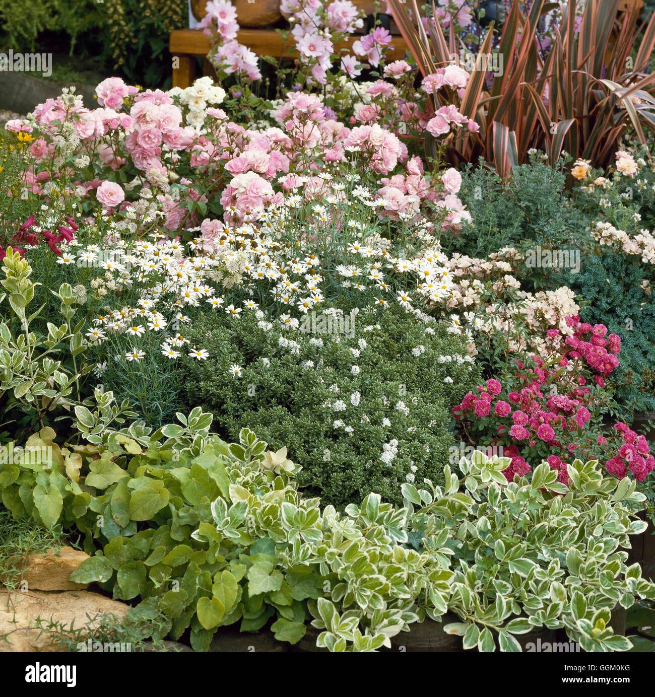 Hebe border hi-res stock photography and images - Alamy