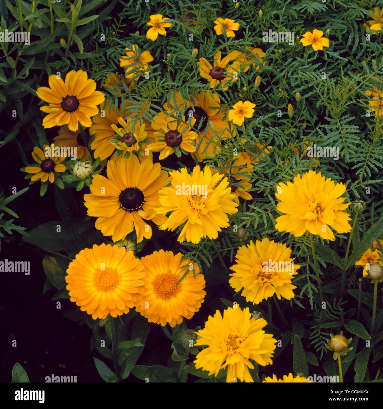 One Colour Border - Golden - with Rudbeckia Coreopsis Calendula and ...