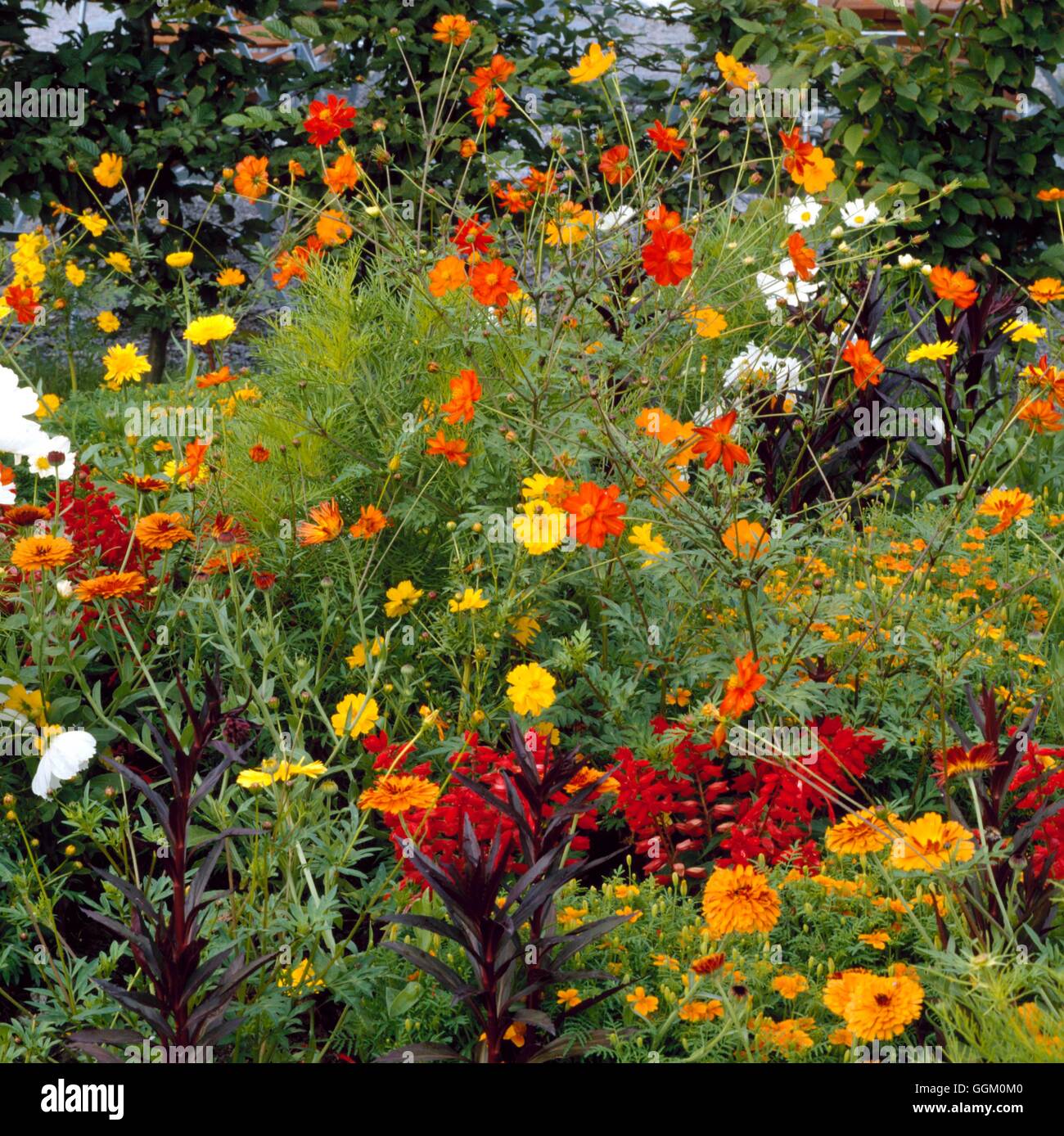 One Colour Border - Red - Salvia coccinea `Lady in Red' Zinnia elegans ...